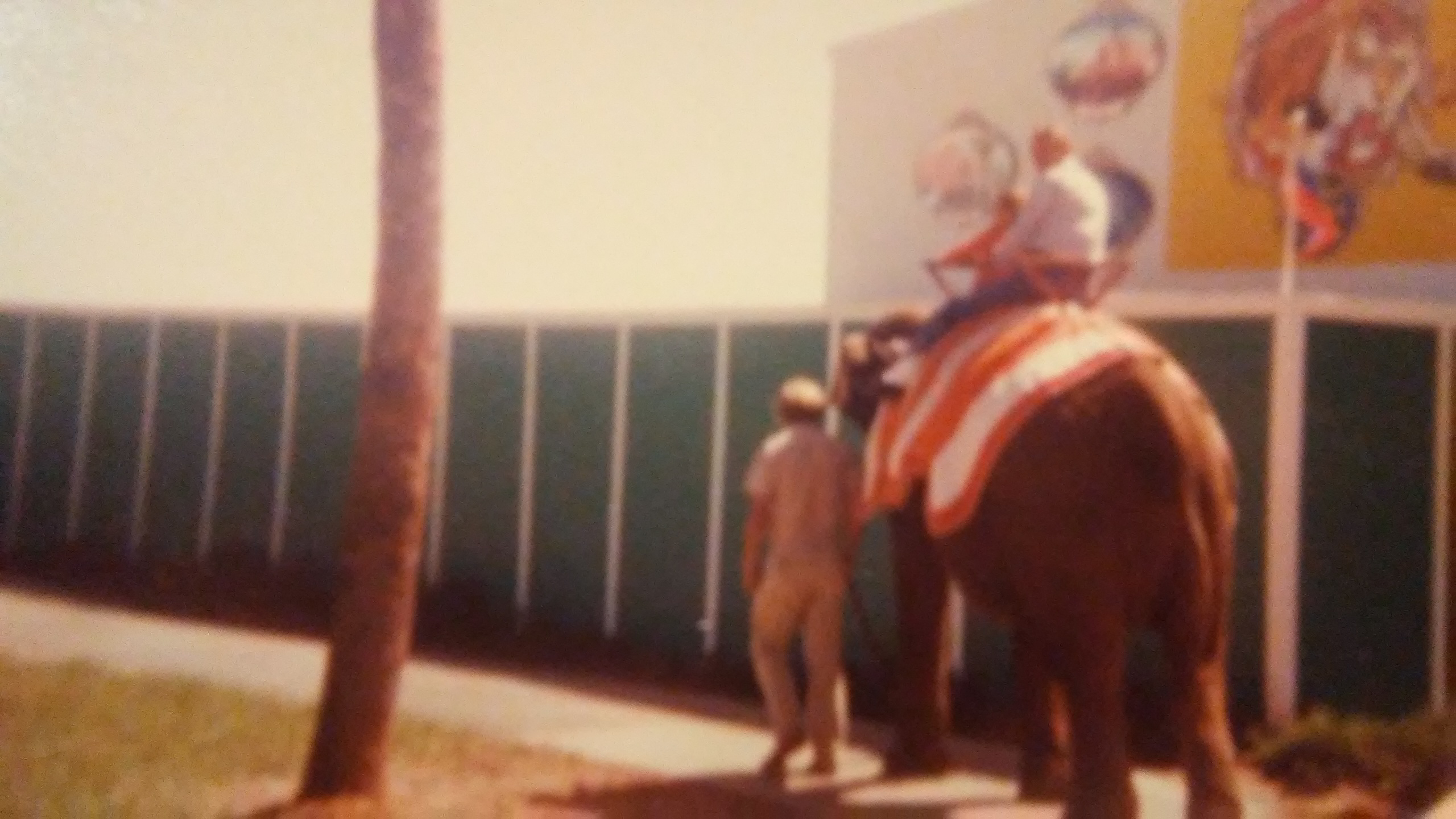 Riding the Pachyderm: Reconsidering a Childhood Memory | scribblehysteria
