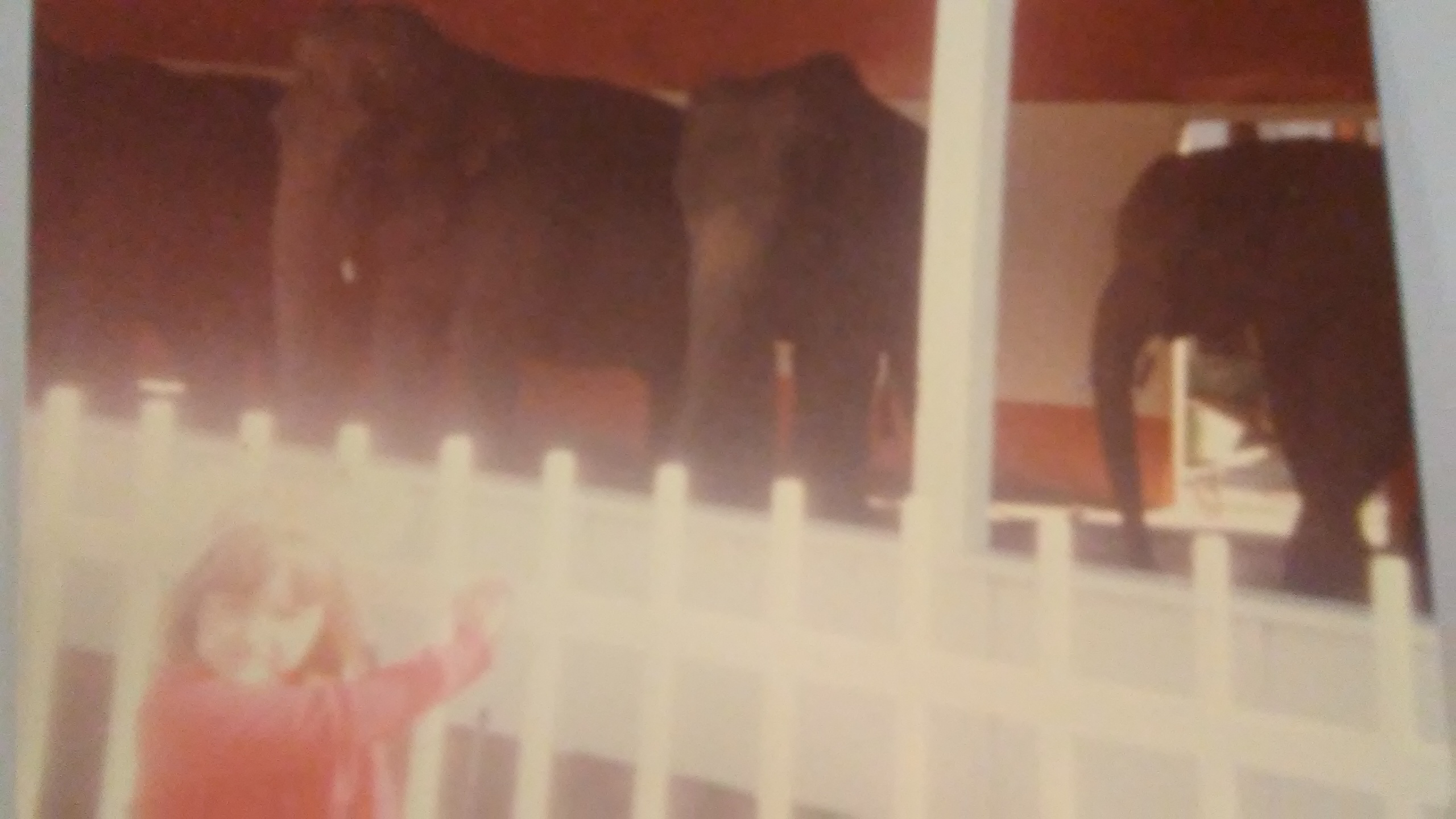 Riding the Pachyderm: Reconsidering a Childhood Memory | scribblehysteria
